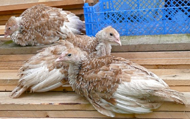 Keeping Jersey Buff Turkeys on a Heritage Turkey Farm - Backyard Poultry